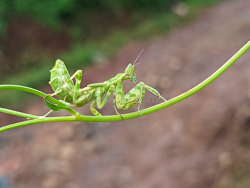 The Praying Mantis is an Insect of the Mantodea Order and is Usually ...