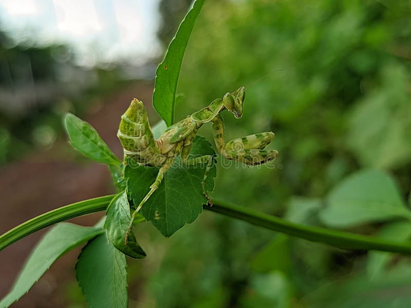 The Praying Mantis is an Insect of the Mantodea Order and is Usually ...