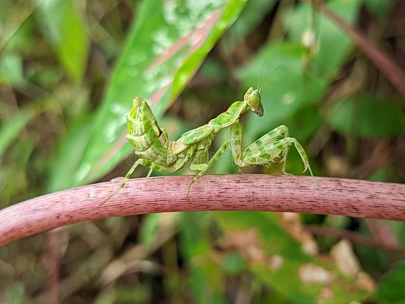 The Praying Mantis is an Insect of the Mantodea Order and is Usually ...
