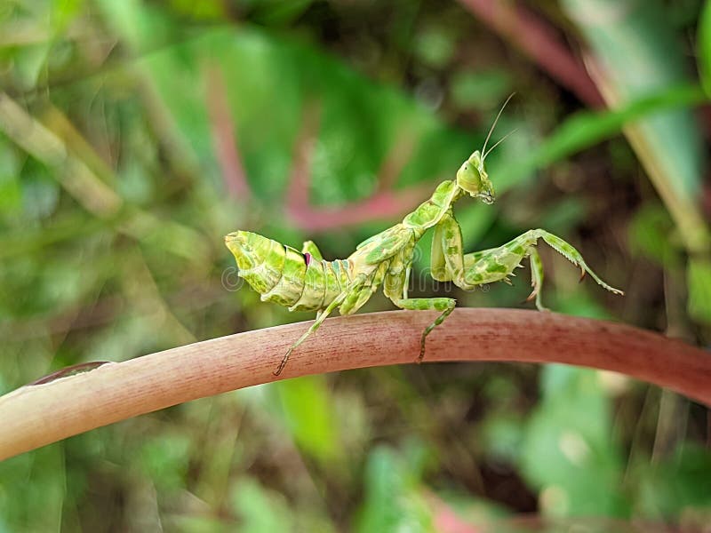The Praying Mantis is an Insect of the Mantodea Order and is Usually ...