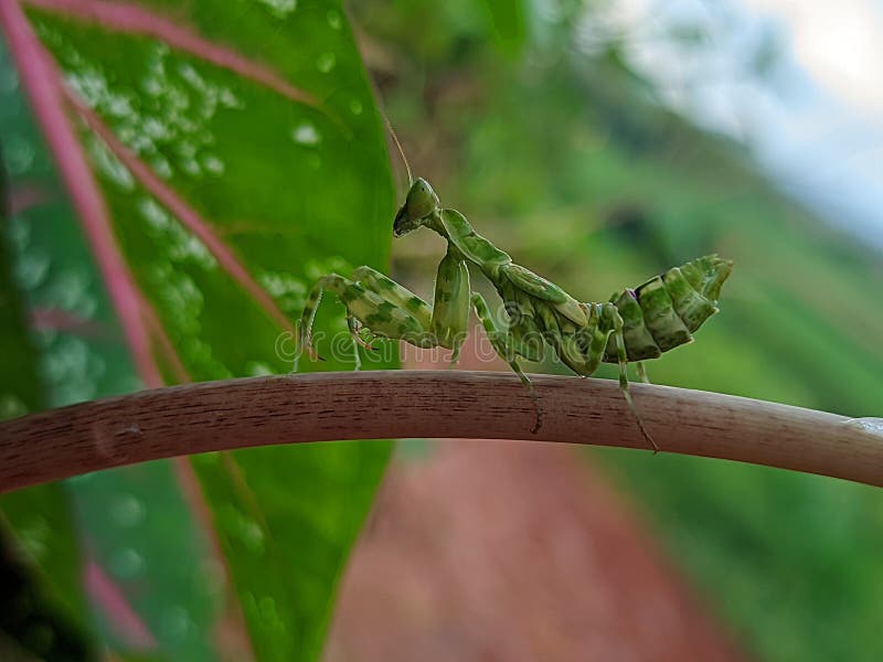 The Praying Mantis is an Insect of the Mantodea Order and is Usually ...