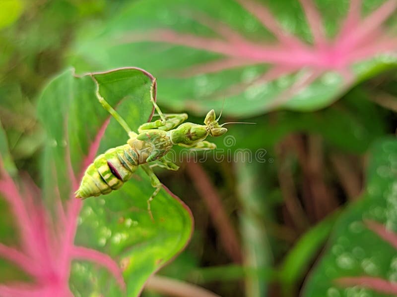 The Praying Mantis is an Insect of the Mantodea Order and is Usually ...