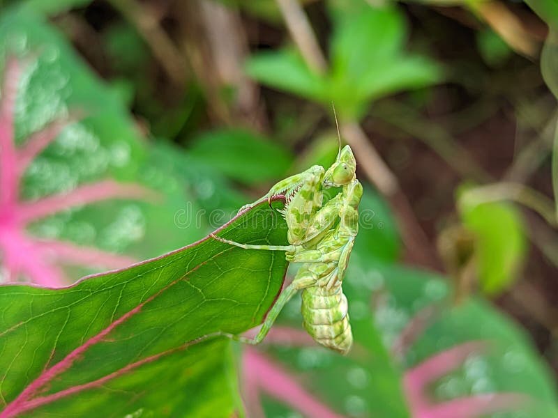 The Praying Mantis is an Insect of the Mantodea Order and is Usually ...