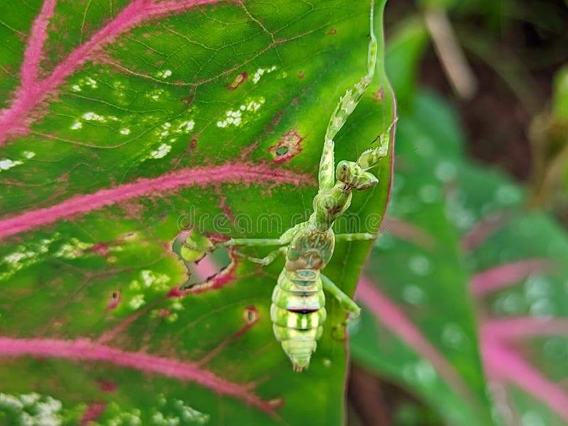 The Praying Mantis is an Insect of the Mantodea Order and is Usually ...