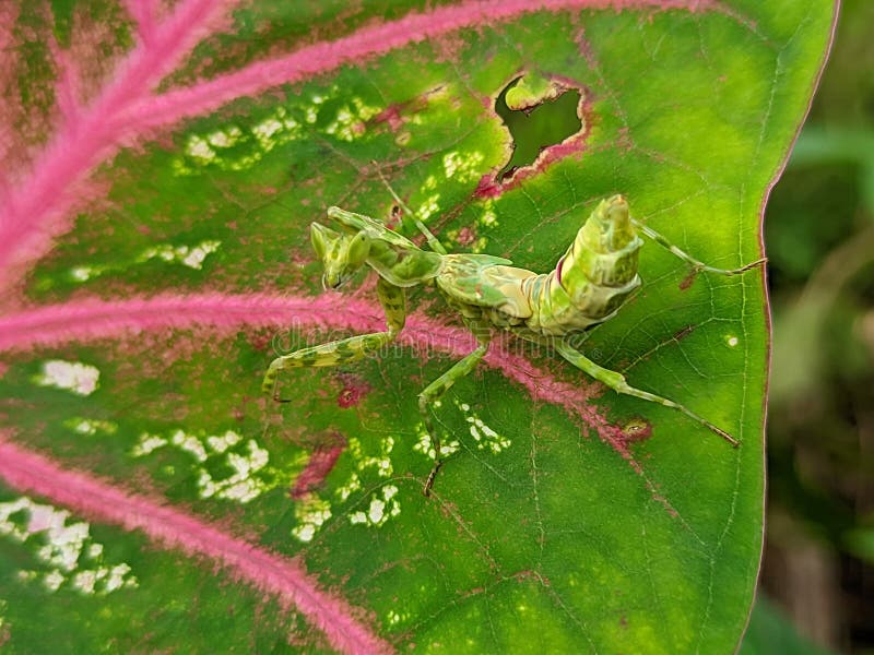 The Praying Mantis is an Insect of the Mantodea Order and is Usually ...