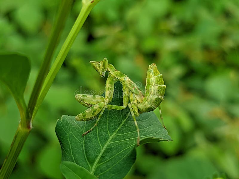 The Praying Mantis is an Insect of the Mantodea Order and is Usually ...