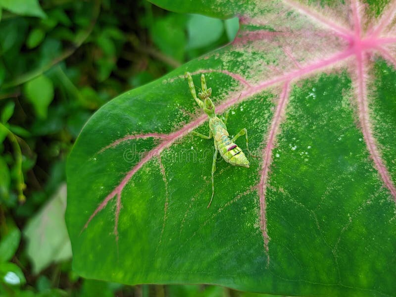 The Praying Mantis is an Insect of the Mantodea Order and is Usually ...