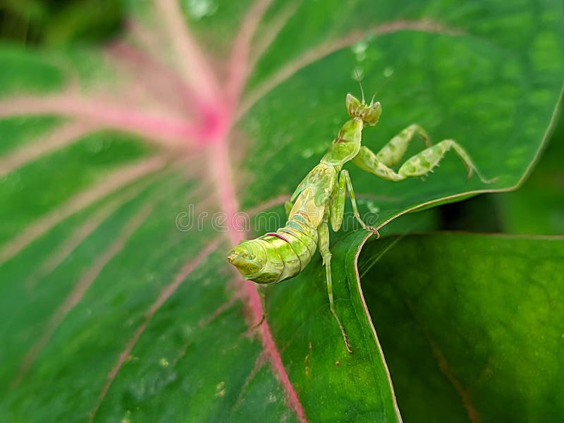 The Praying Mantis is an Insect of the Mantodea Order and is Usually ...