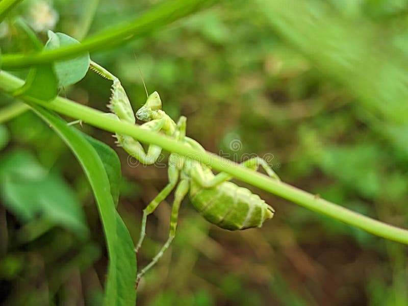 The Praying Mantis is an Insect of the Mantodea Order and is Usually ...
