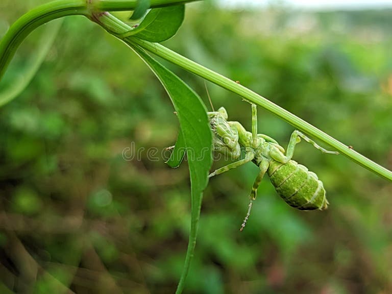 The Praying Mantis is an Insect of the Mantodea Order and is Usually ...