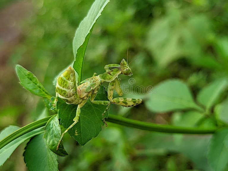 The Praying Mantis is an Insect of the Mantodea Order and is Usually ...