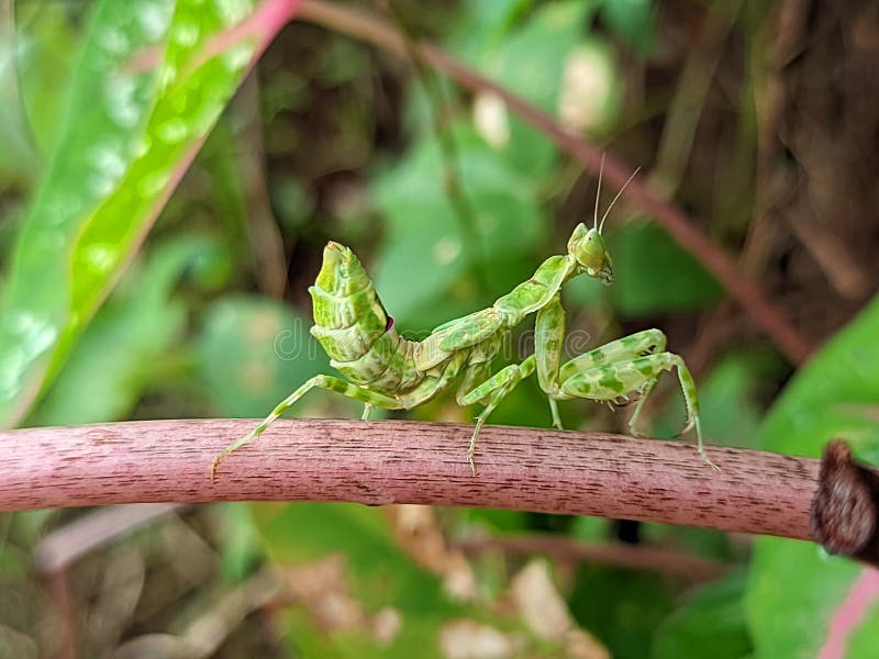 The Praying Mantis is an Insect of the Mantodea Order and is Usually ...