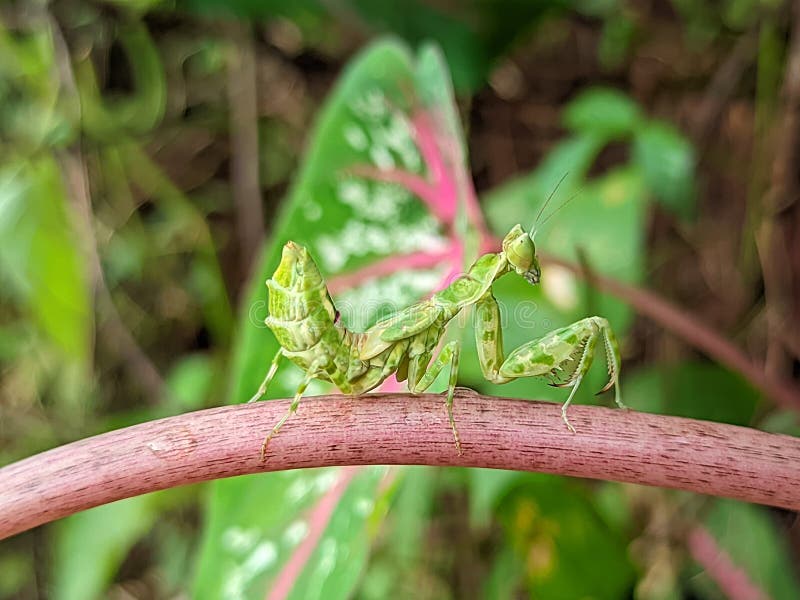 The Praying Mantis is an Insect of the Mantodea Order and is Usually ...