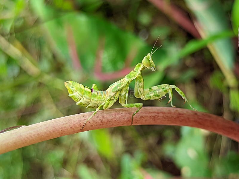 The Praying Mantis is an Insect of the Mantodea Order and is Usually ...
