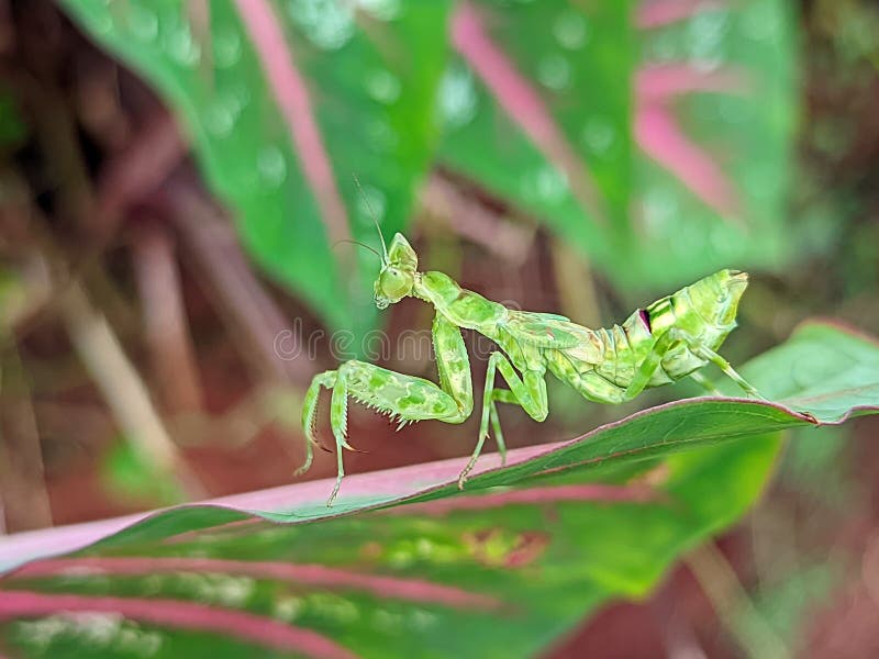 The Praying Mantis is an Insect of the Mantodea Order and is Usually ...