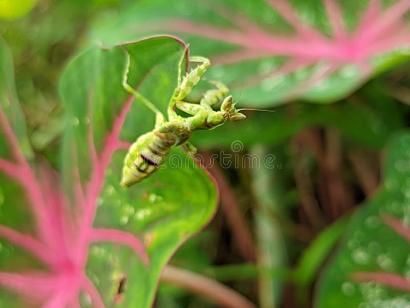 The Praying Mantis is an Insect of the Mantodea Order and is Usually ...