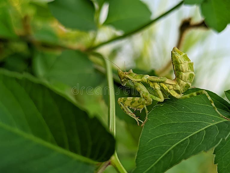 The Praying Mantis is an Insect of the Mantodea Order and is Usually ...