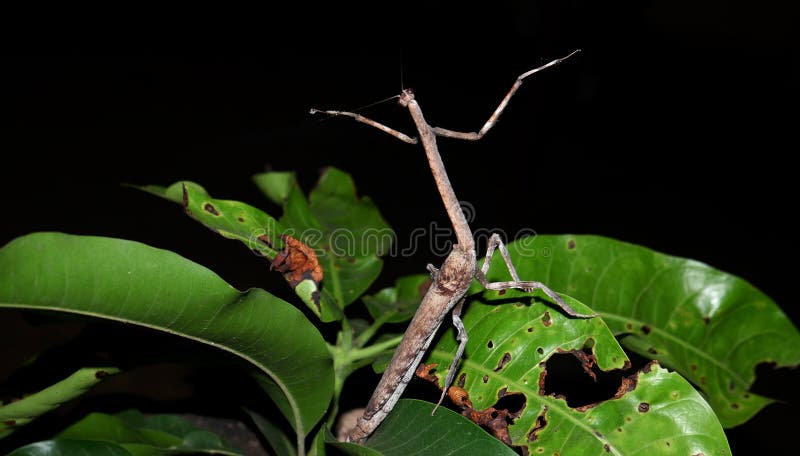 Prayingmantis stock photo. Image of prayingmantis, moth - 180186324