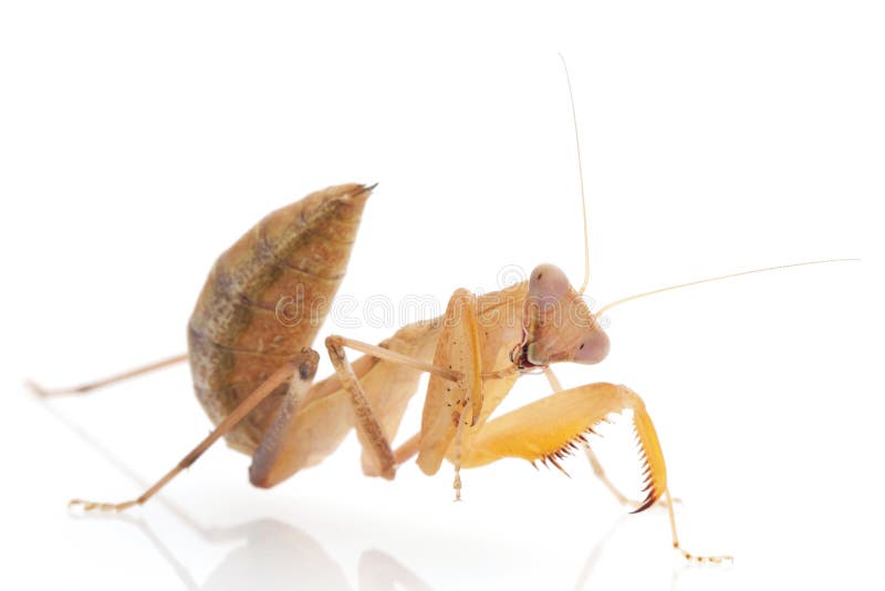 Praying Mantis stock image. Image of praying, yellow - 31147163