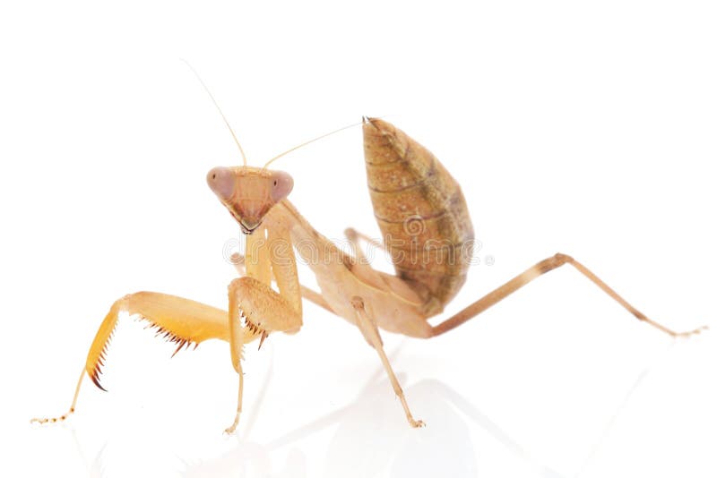 Praying Mantis stock photo. Image of backgrounds, yellow - 31147204