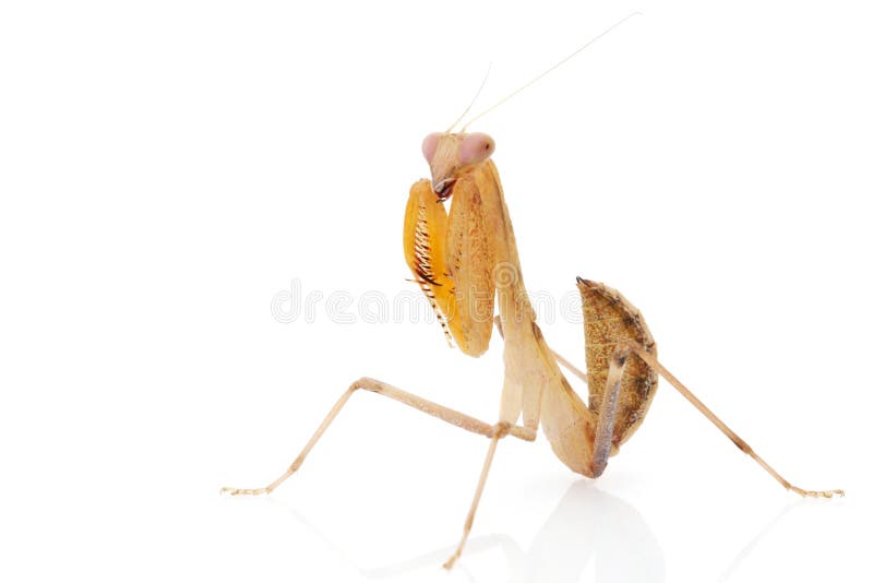 Praying Mantis stock photo. Image of golden, mantis, insect - 31147286
