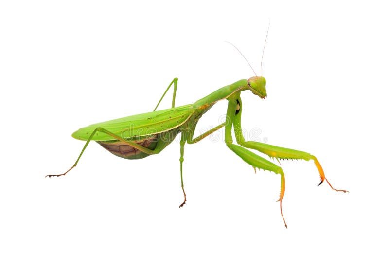 Mantis Isolated on White Background Stock Photo - Image of green ...