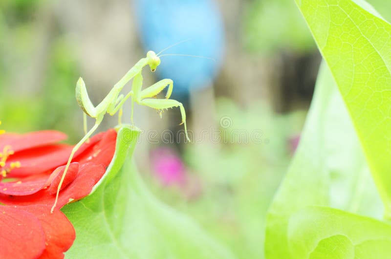 131 Praying Mantis Jumping Stock Photos - Free & Royalty-Free Stock ...