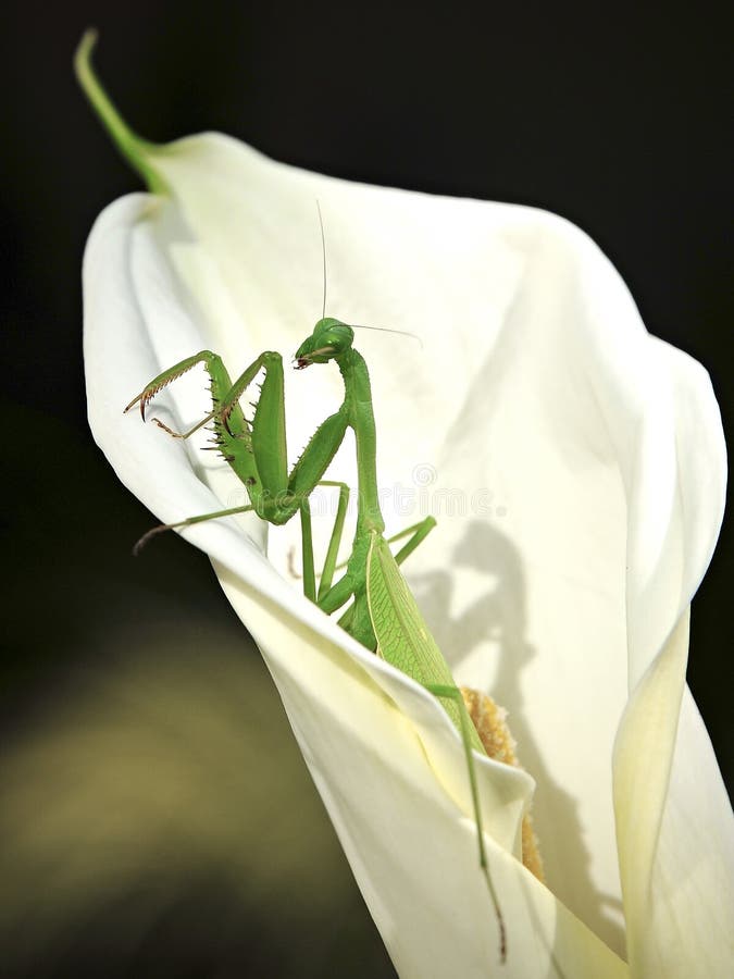 Praying Mantis on Kalia Flower Stock Image - Image of garden, natural ...