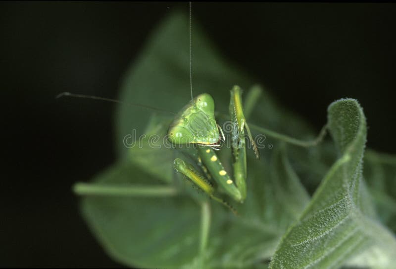 Praying Mantis, Kenya stock image. Image of insect, africa - 196846503