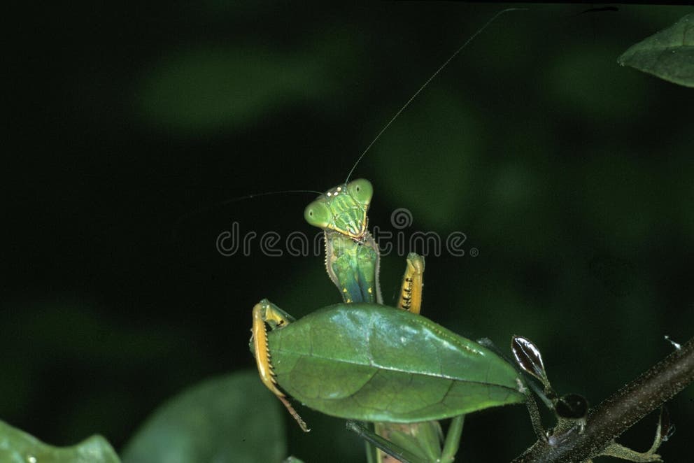 Praying Mantis, Kenya stock photo. Image of animal, outdoors - 196846580