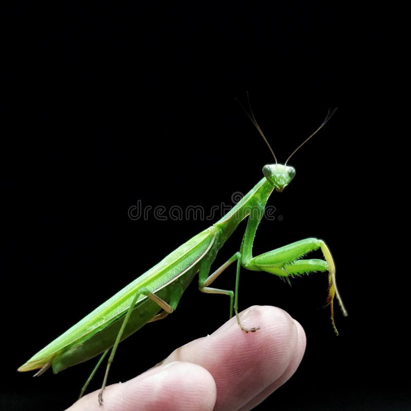 Praying Mantis stock image. Image of legs, portrait - 110895557