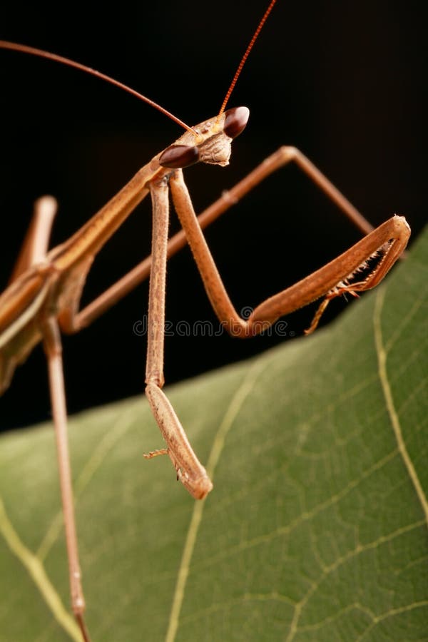 Praying mantis on a leaf stock photo. Image of ugly, insect - 15550846