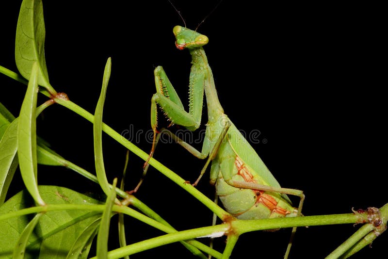 Praying mantis on leaf stock photo. Image of orange - 261239722