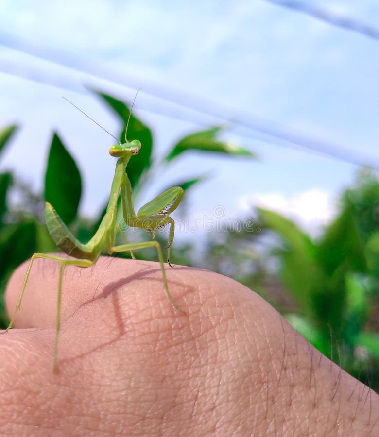 Praying Mantis Looking at the Camera Stock Image - Image of outdoor ...