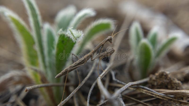 Praying Mantis Looking for Food in the Desert Stock Photo - Image of ...