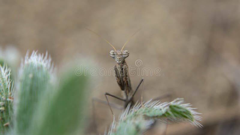 Praying Mantis Looking for Food in the Desert Stock Image - Image of ...