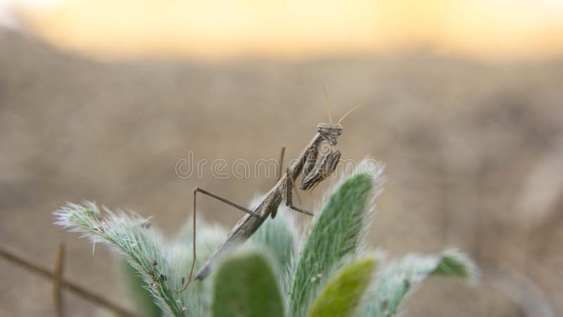 Praying Mantis Looking for Food in the Desert Stock Photo - Image of ...