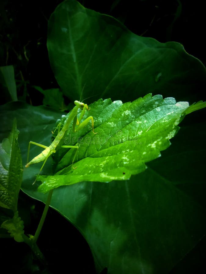 The Praying Mantis is Looking for Food on the Green Leaves Stock Photo ...