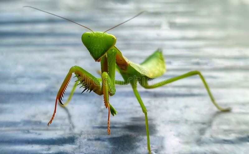Mantis Looking in Camera. Exotic Nature Environment Banner Stock Image ...