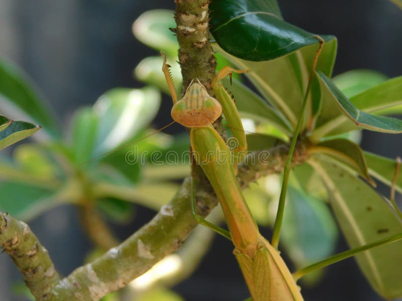 Praying Mantis Looking Up Style Stock Image - Image of fresh ...