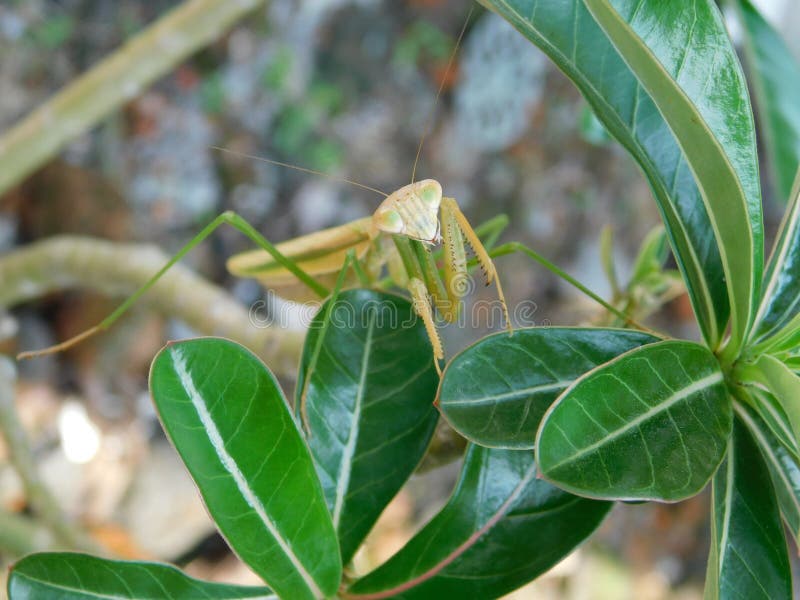 Praying Mantis Looking Up Style Stock Photo - Image of dream, blossom ...