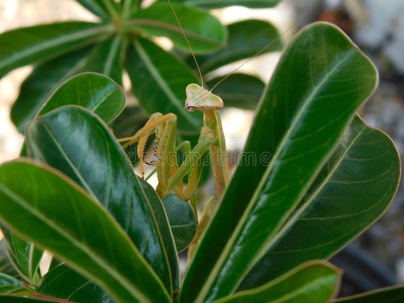 Appearance of a Praying Mantis Stock Image - Image of look, exotic ...