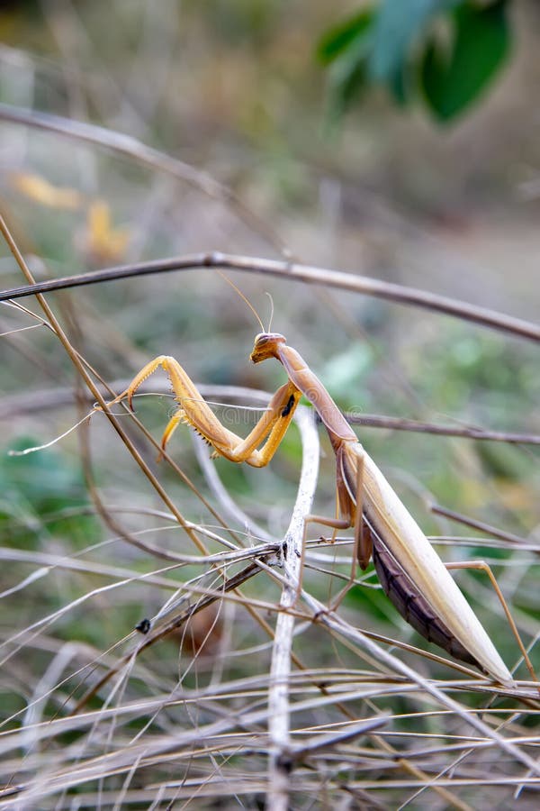 The Praying Mantis Lurks in the Grass, it Hunts for Insects Stock Image ...
