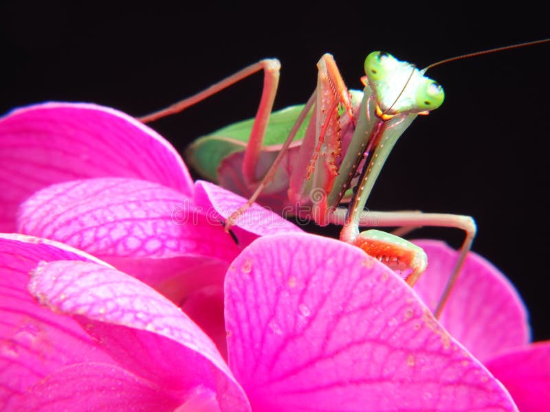Frog Praying Mantis Stock Photos - Free & Royalty-Free Stock Photos ...