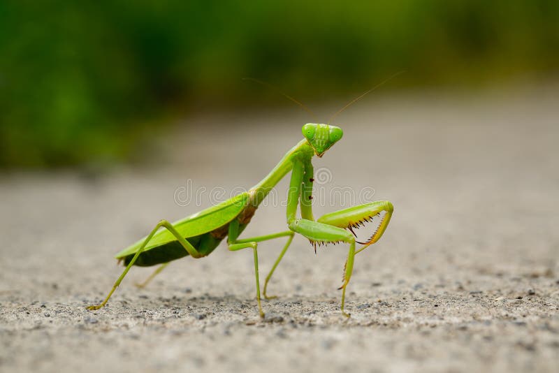 Praying mantis macro stock photo. Image of asia, black - 87618668