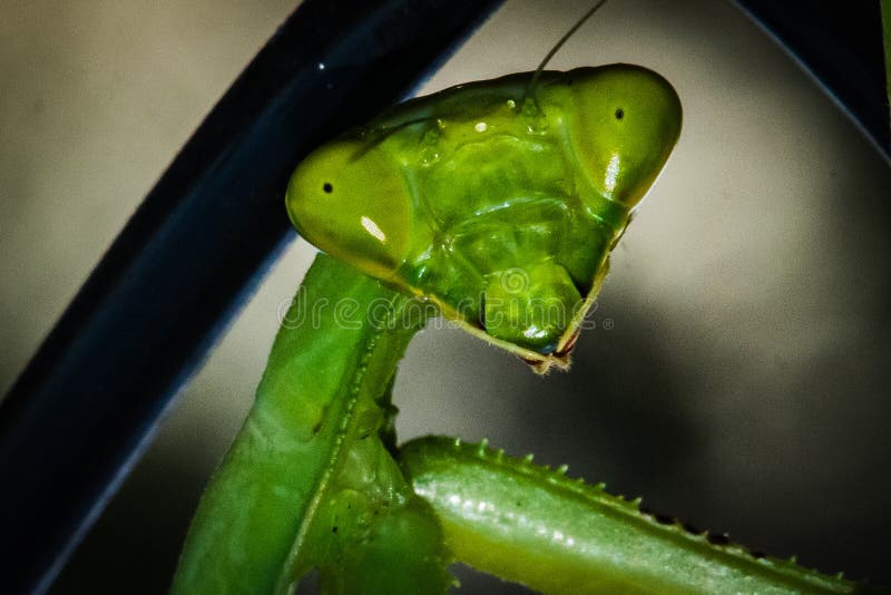Praying mantis macro stock photo. Image of insect, close - 159198306