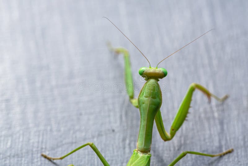 Praying mantis macro stock photo. Image of face, black - 87618596