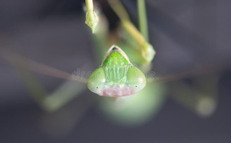 Praying Mantis Macro Portrait Stock Photo - Image of green, insect ...