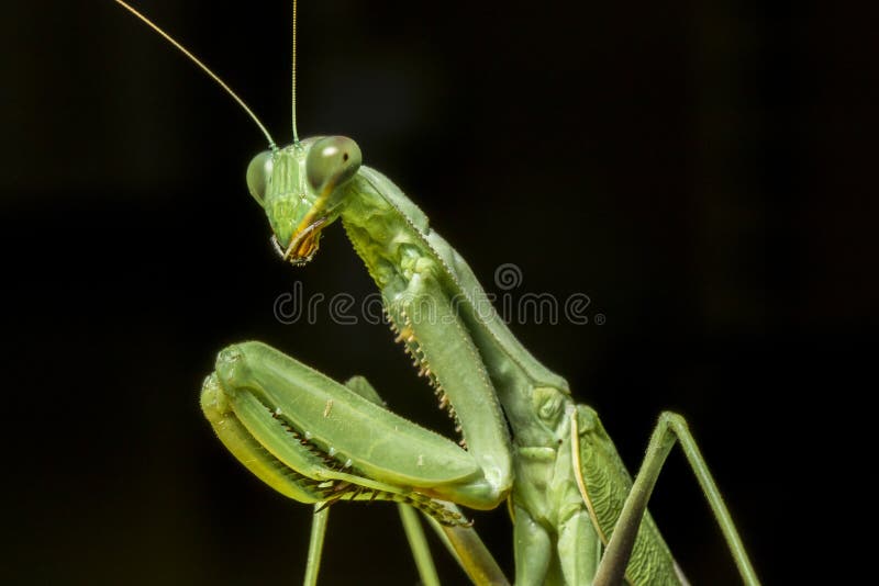 18,303 Praying Mantis Stock Photos - Free & Royalty-Free Stock Photos ...