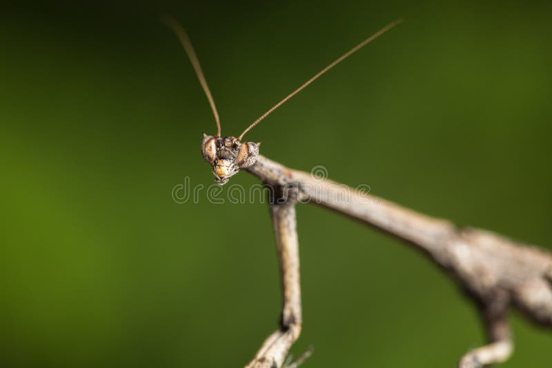 Praying mantis macro stock photo. Image of damselfly - 191583022